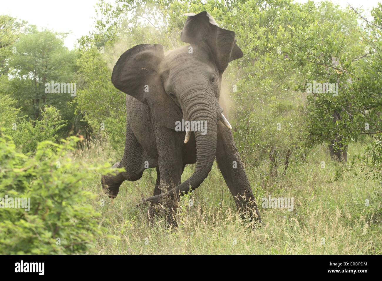 Elephant outdoor hi-res stock photography and images - Alamy
