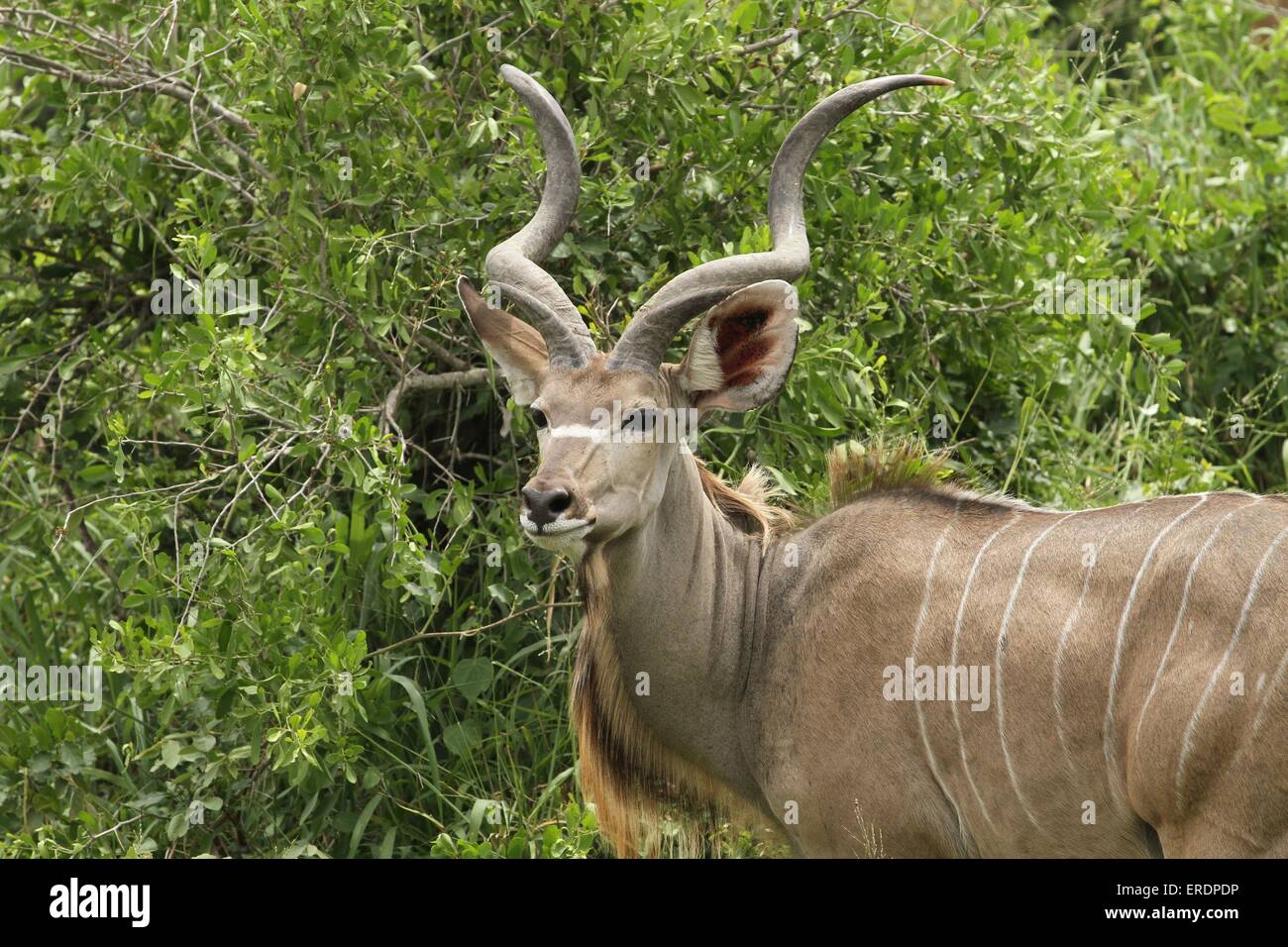 Kudu kudus hi-res stock photography and images - Alamy