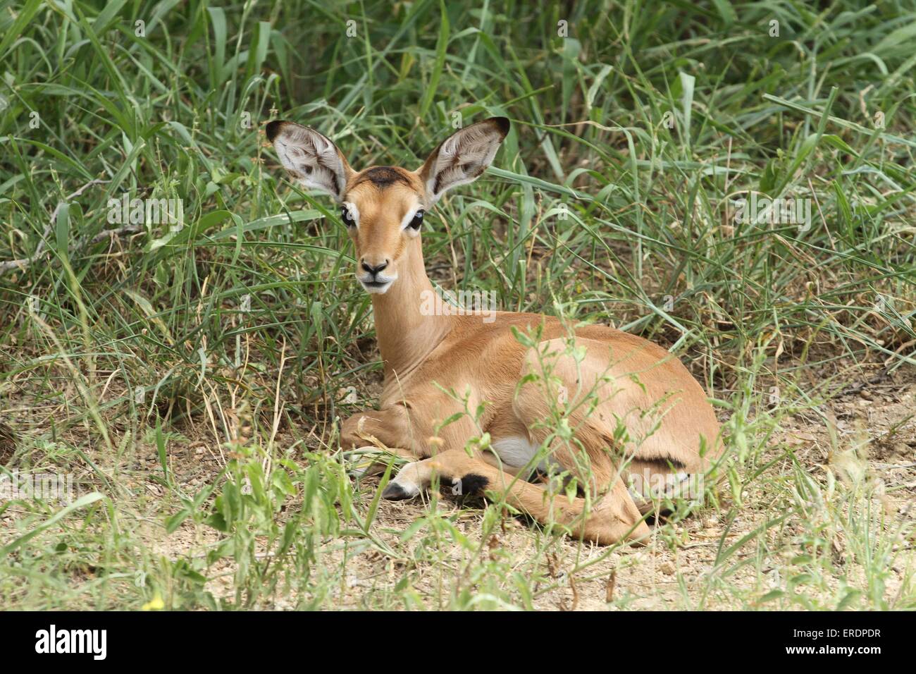 Impala babies hi-res stock photography and images - Alamy