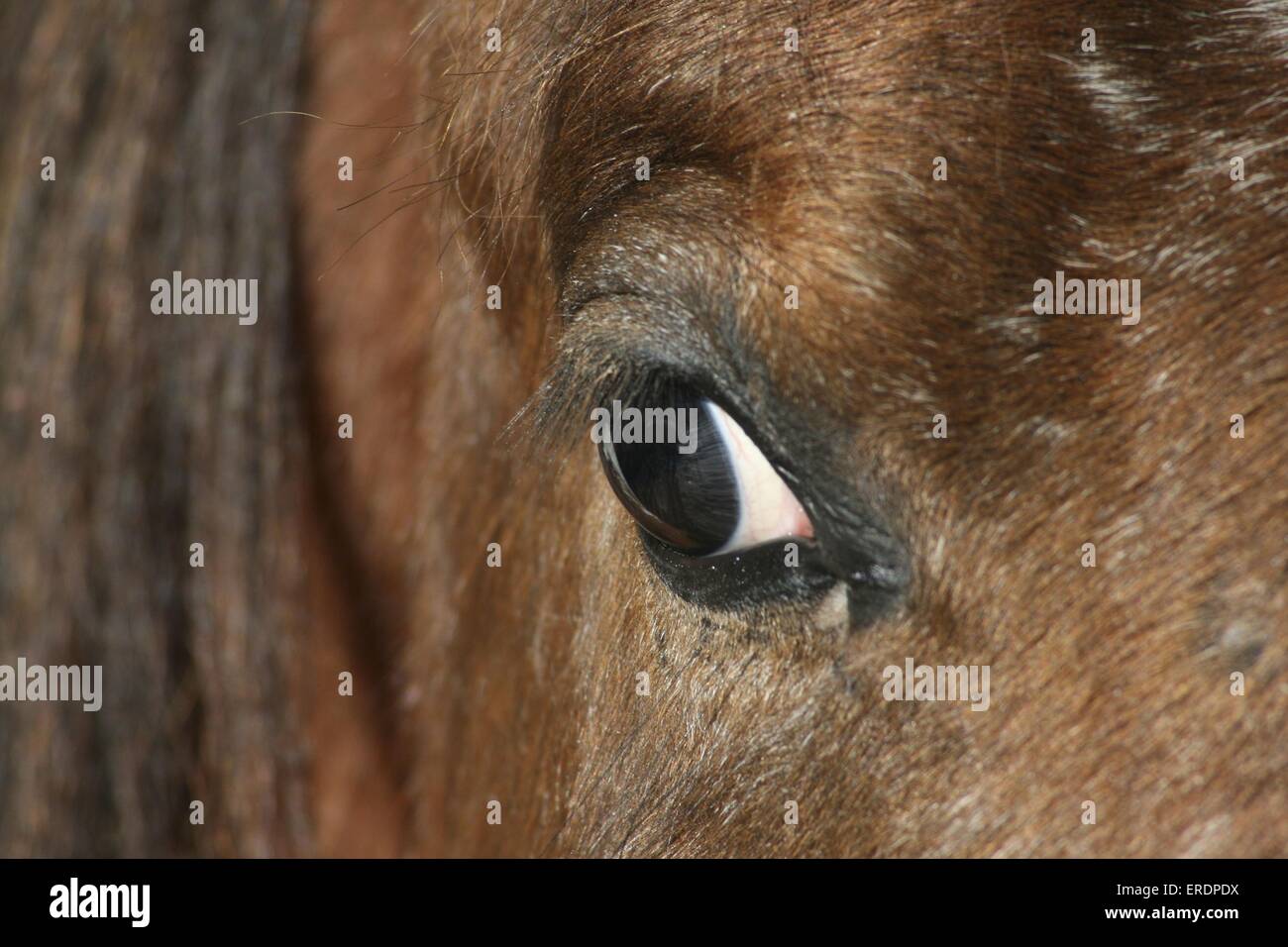 Appaloosa horses hi-res stock photography and images - Alamy