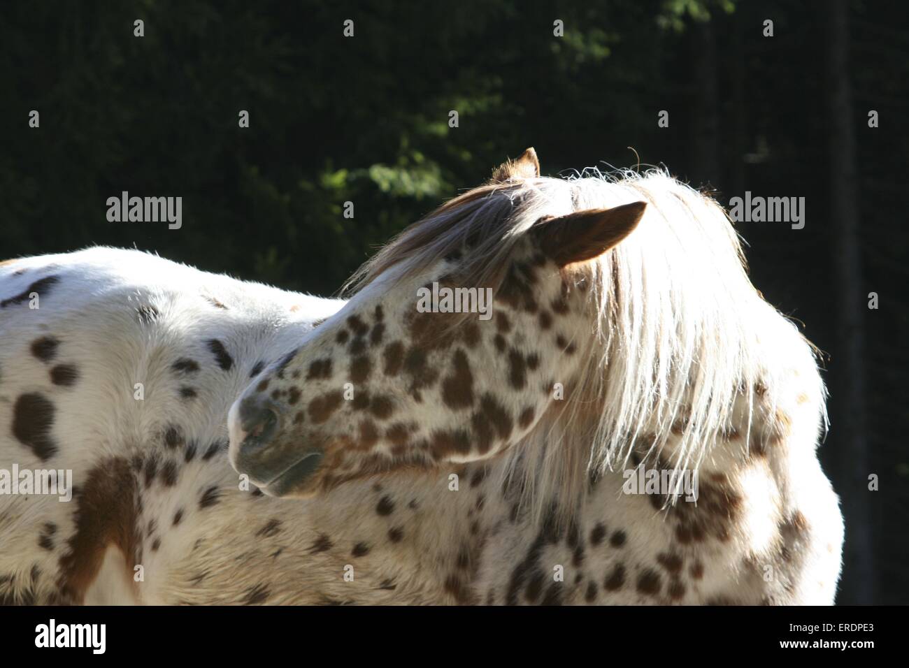 Appaloosa horse head hi-res stock photography and images - Alamy
