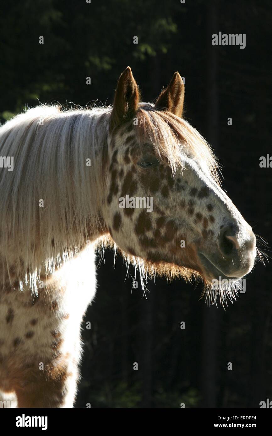 Appaloosa horse portrait hi-res stock photography and images - Alamy