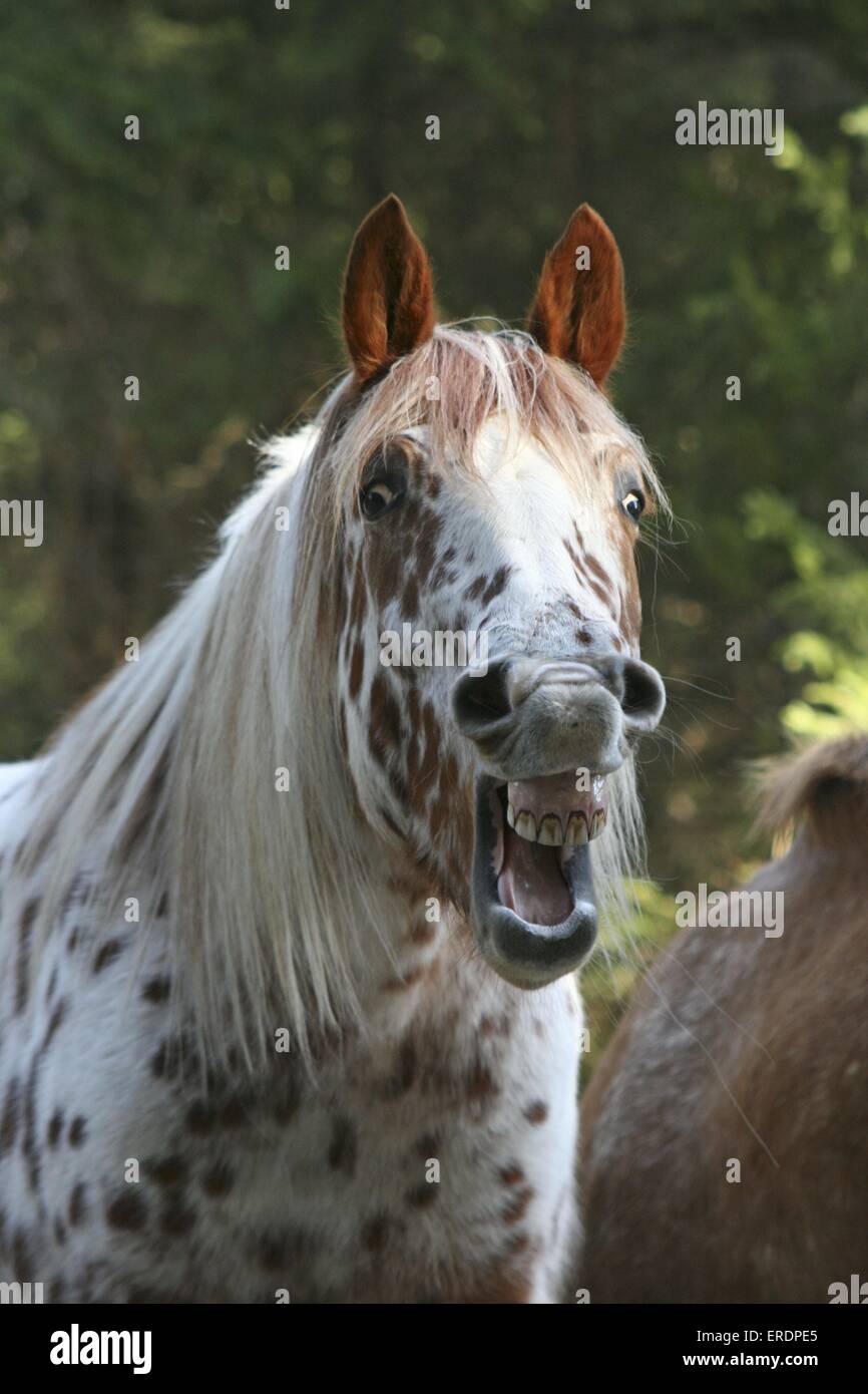 Equine yawning hi-res stock photography and images - Alamy