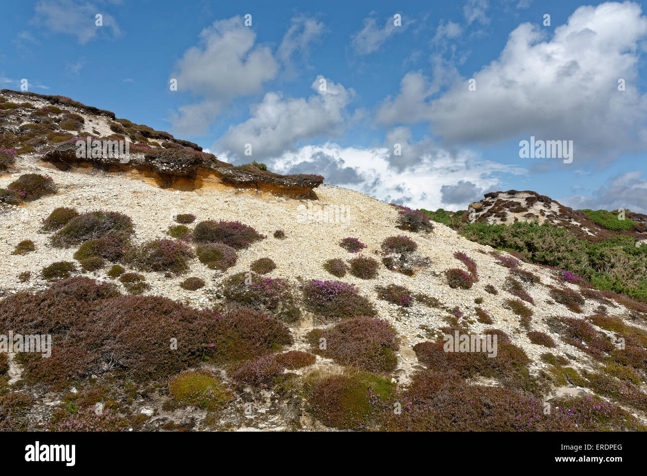Heathland, Headon Warren, Totland, Isle of Wight, England Stock Photo ...