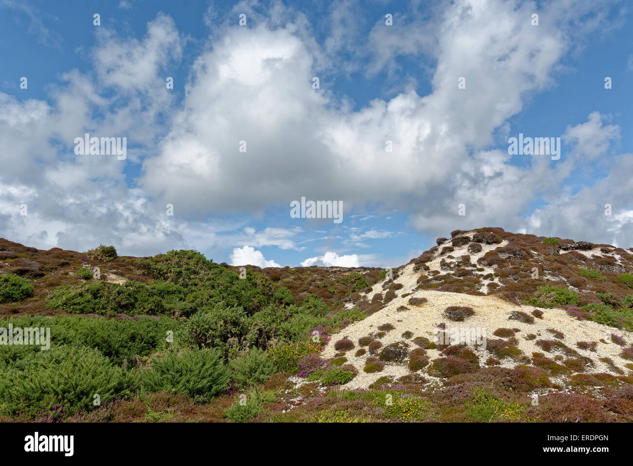 Heathland, Headon Warren, Totland, Isle of Wight, England, UK, GB Stock ...