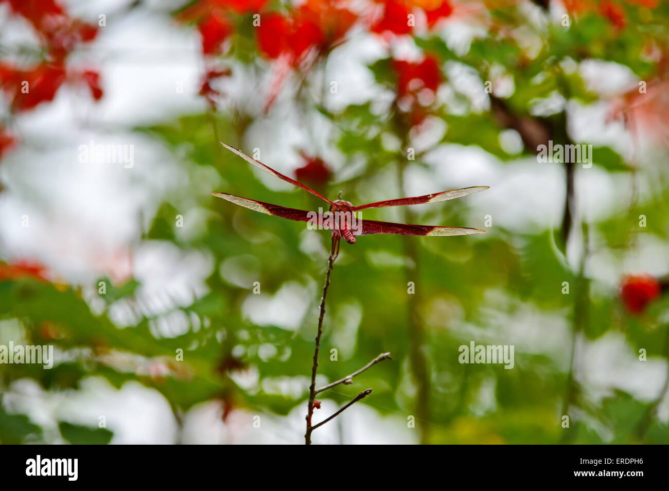 Flame skimmer, red dragonfly, firecracker skimmer, odonata, arthopoda ...