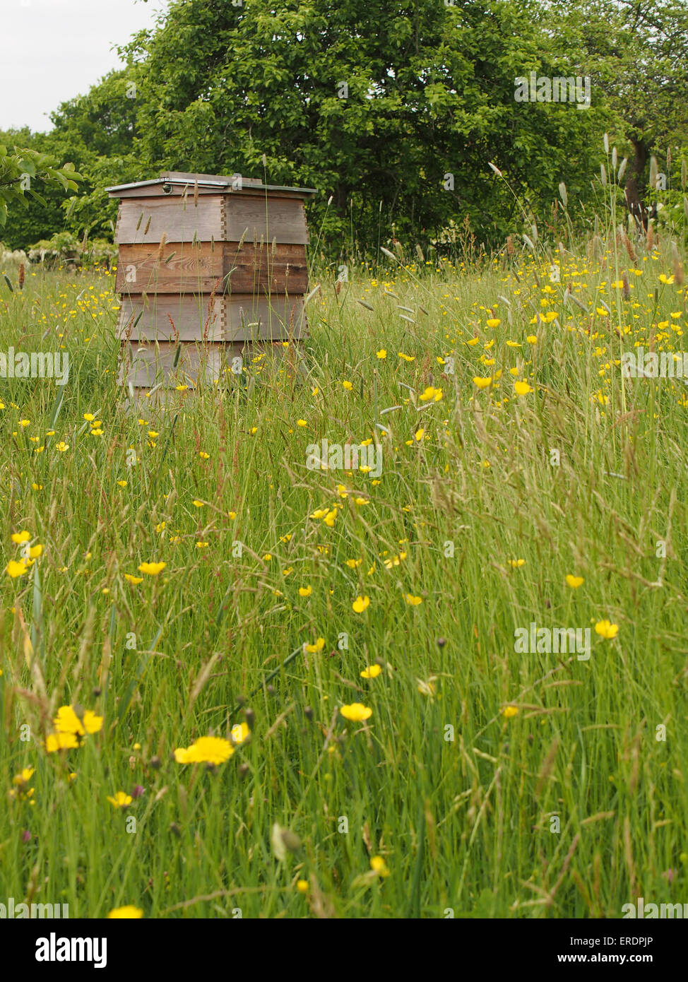 Wild Bee Hive Stock Photos & Wild Bee Hive Stock Images - Alamy