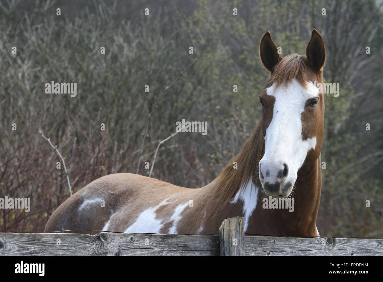 Overo horse hi-res stock photography and images - Alamy