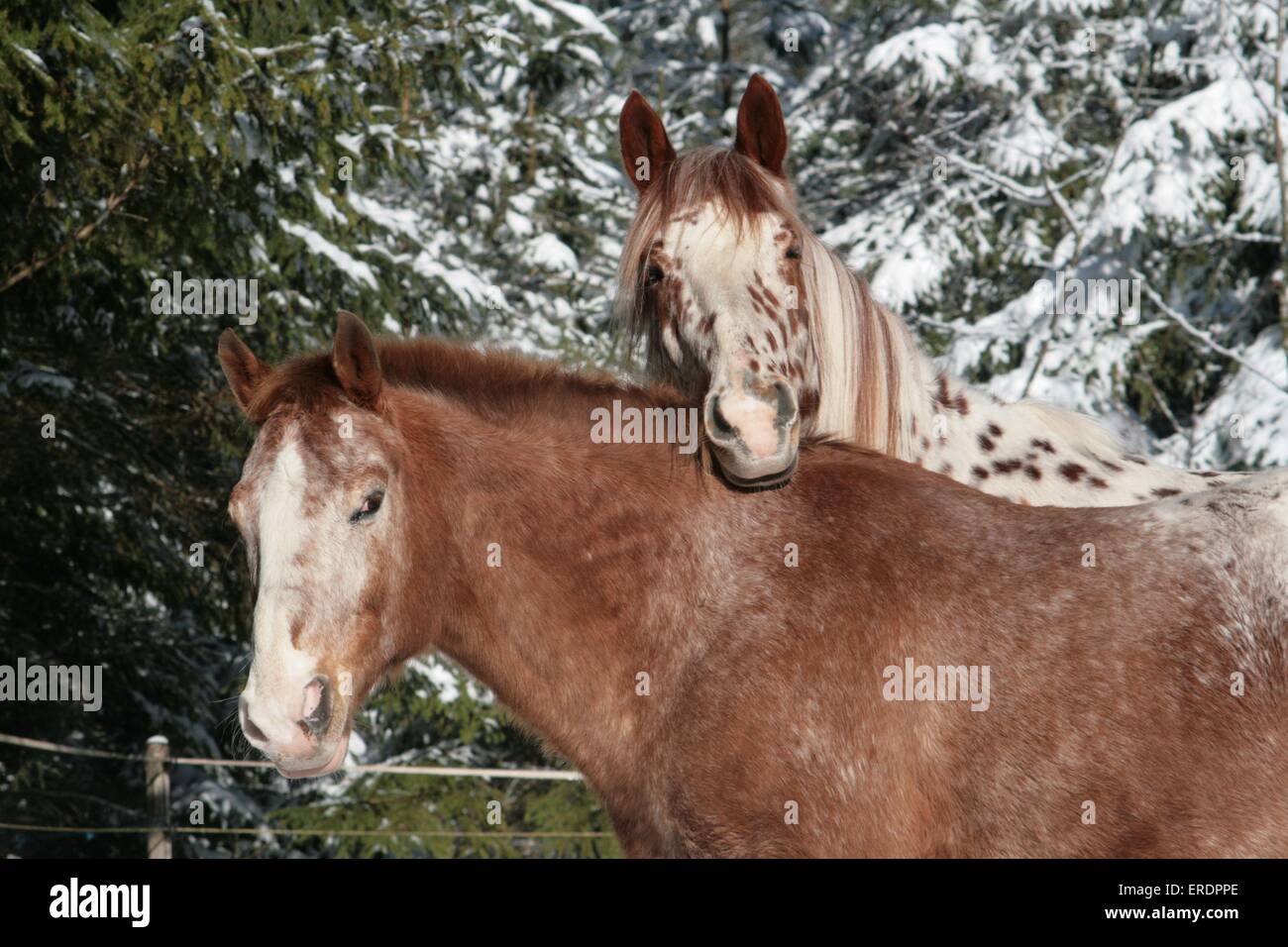 Appaloosa horse portrait hi-res stock photography and images - Alamy