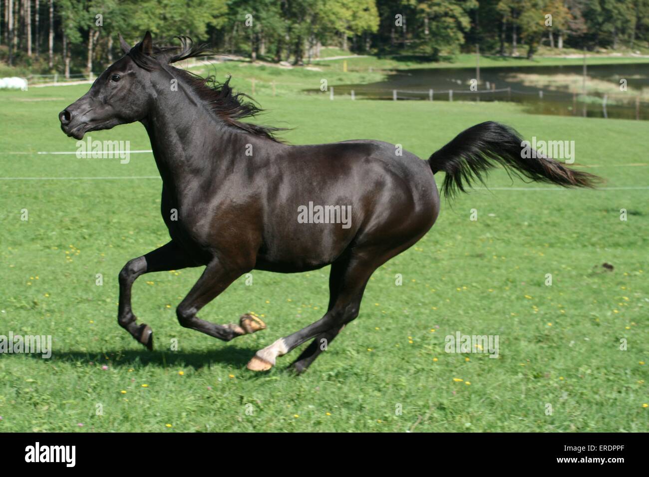 Arabian horses running meadow hi-res stock photography and images - Alamy