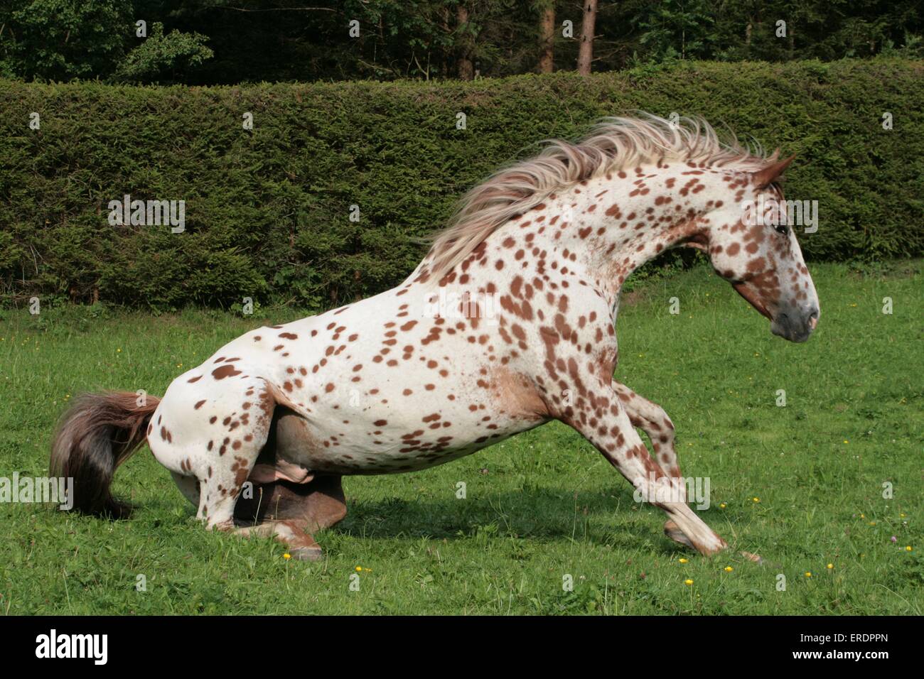 Stand up for animals hi-res stock photography and images - Alamy