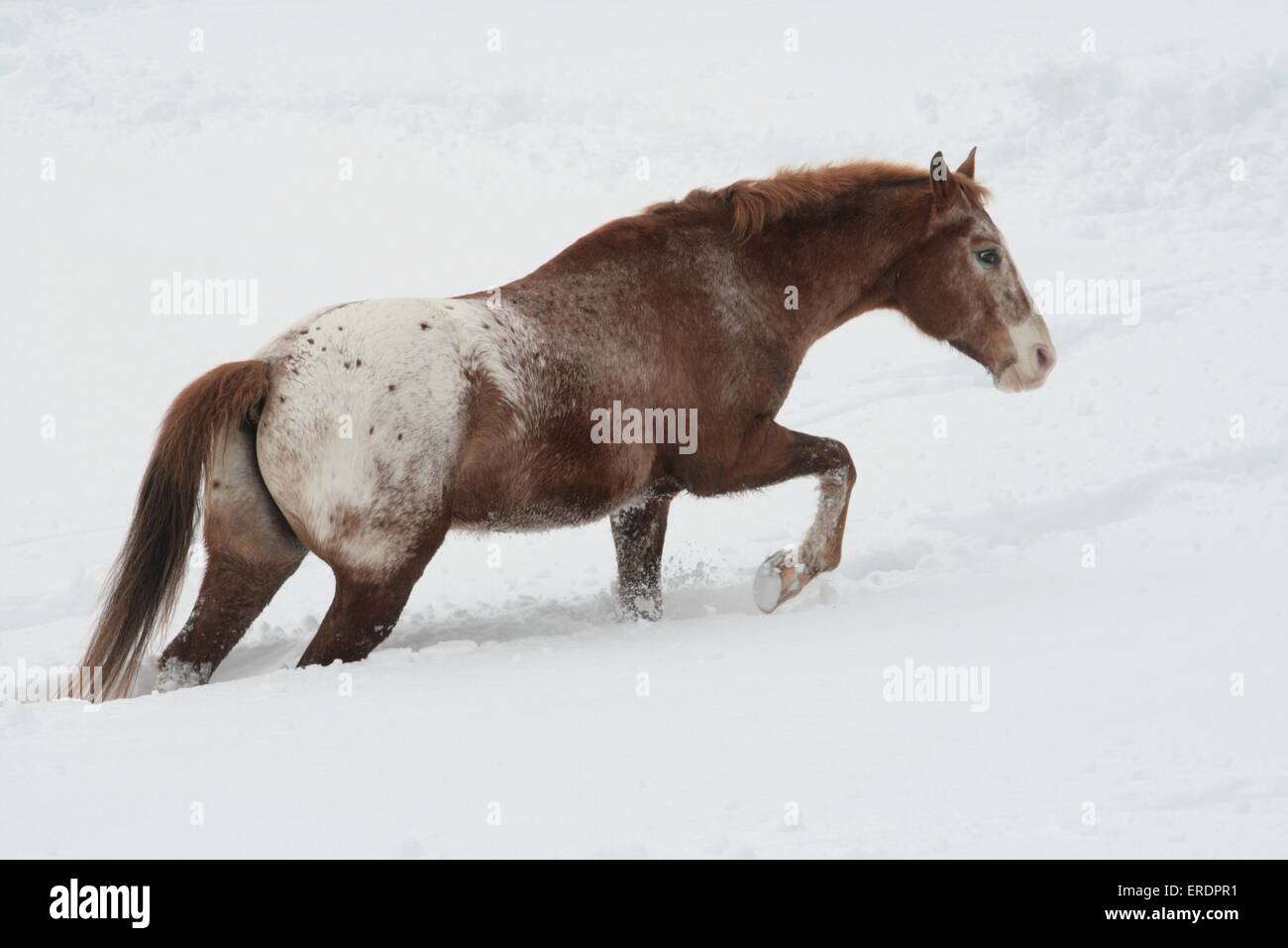 Appaloosa in snow Stock Photo - Alamy