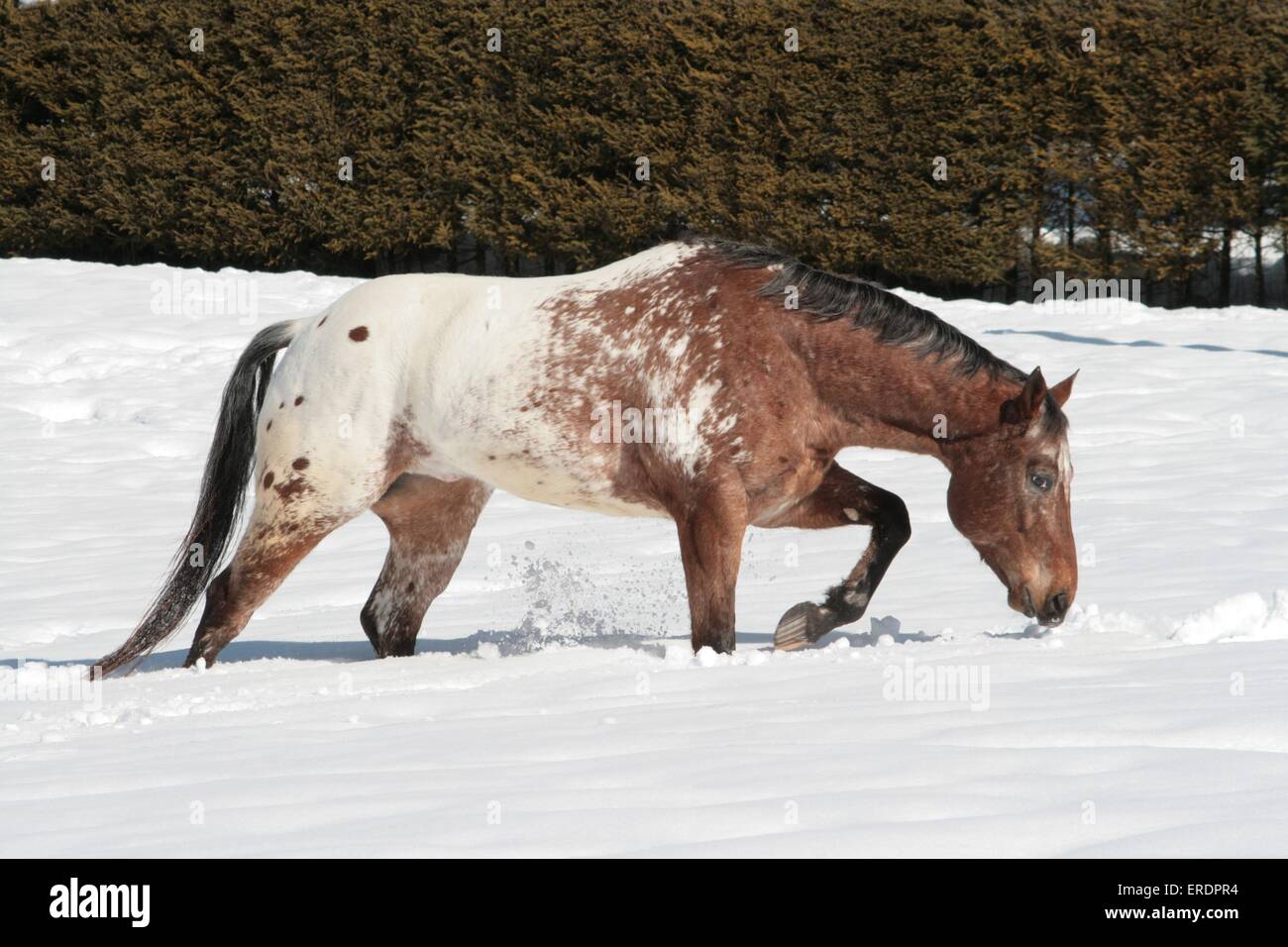 Appaloosa in snow Stock Photo - Alamy