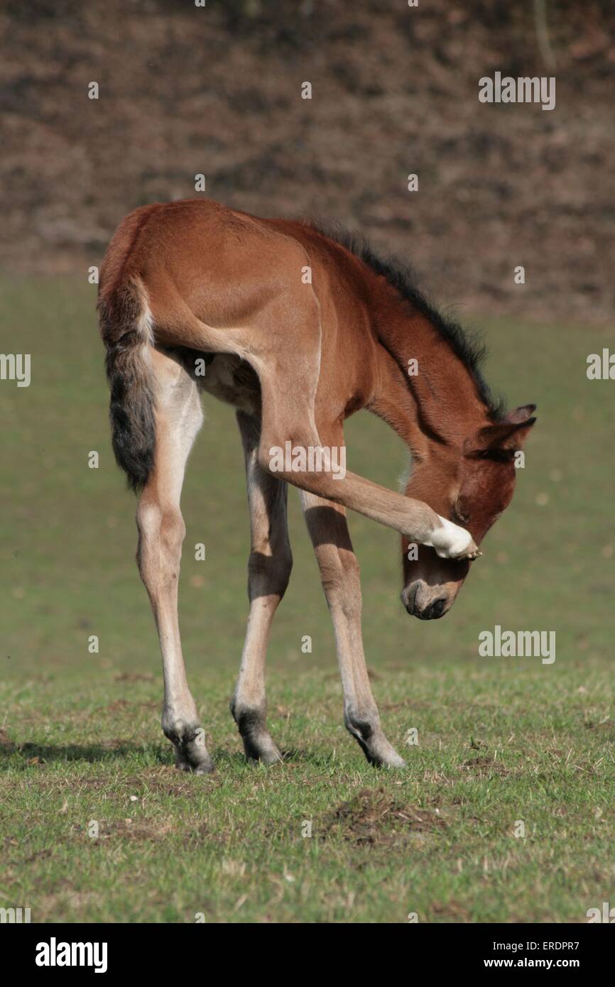 Foal scratching hi-res stock photography and images - Alamy