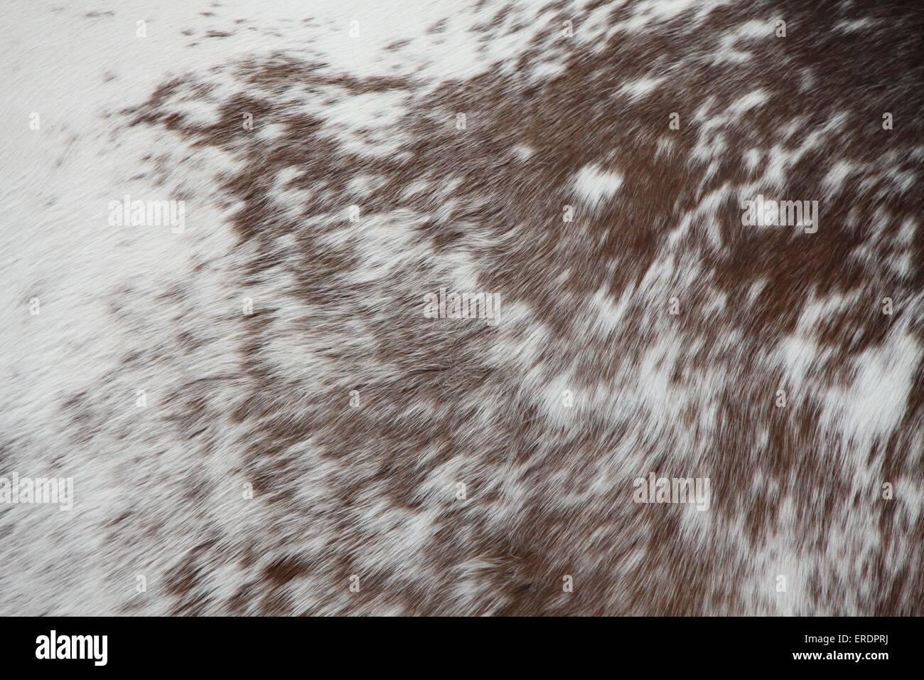 Dappled skin hi-res stock photography and images - Alamy