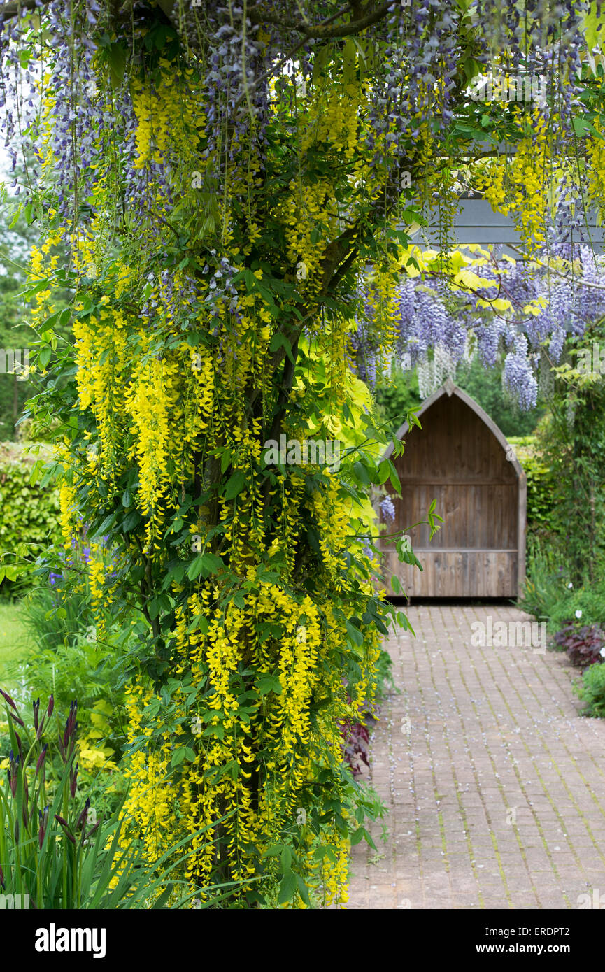 Laburnum Arch Stock Photos & Laburnum Arch Stock Images - Alamy