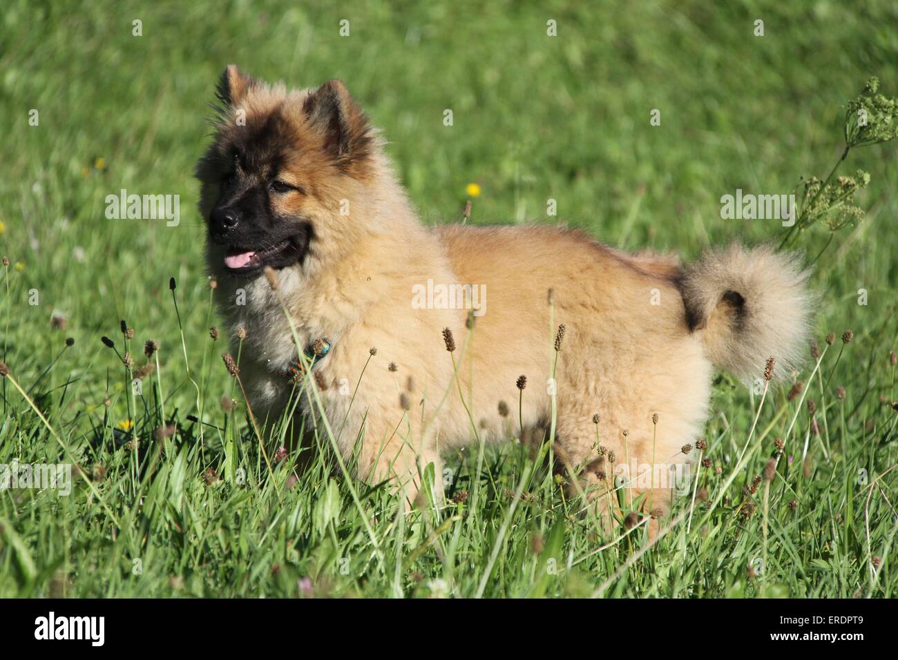 Eurasier puppy hi-res stock photography and images - Alamy