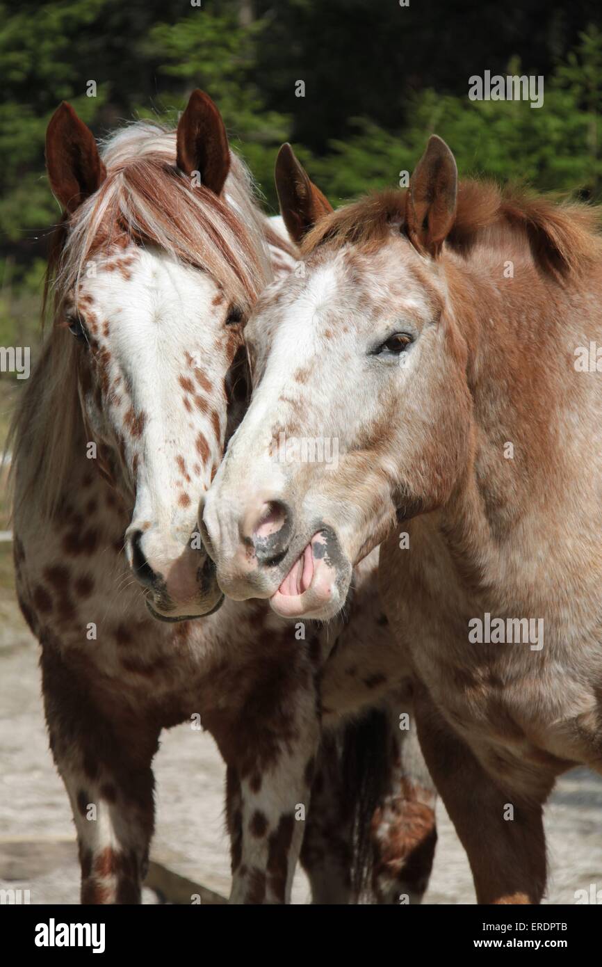 Appaloosa portrait hi-res stock photography and images - Alamy