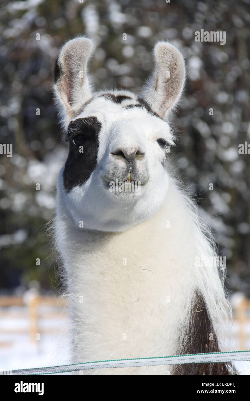 Black and white llama hi-res stock photography and images - Alamy