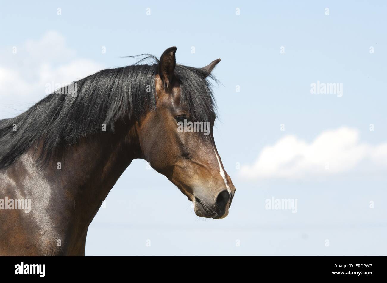 Andalusian horses hi-res stock photography and images - Alamy