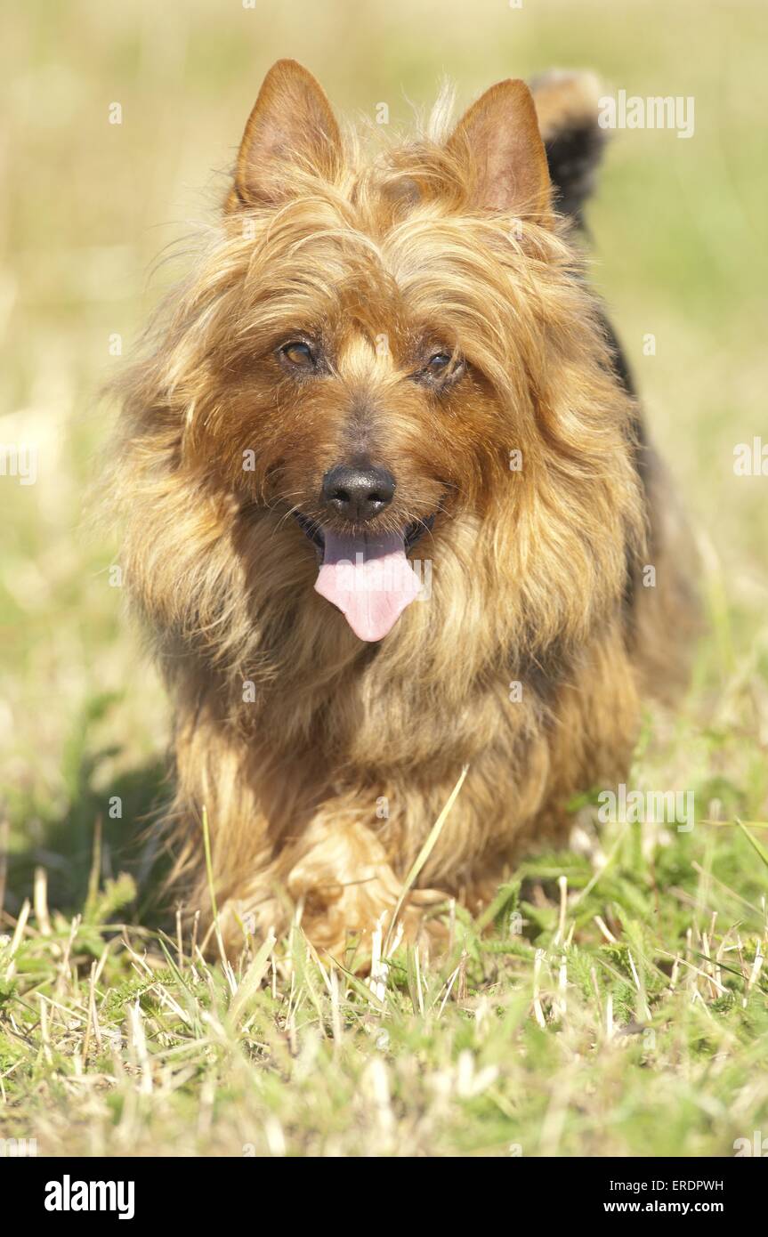 walking Australian Terrier Stock Photo - Alamy