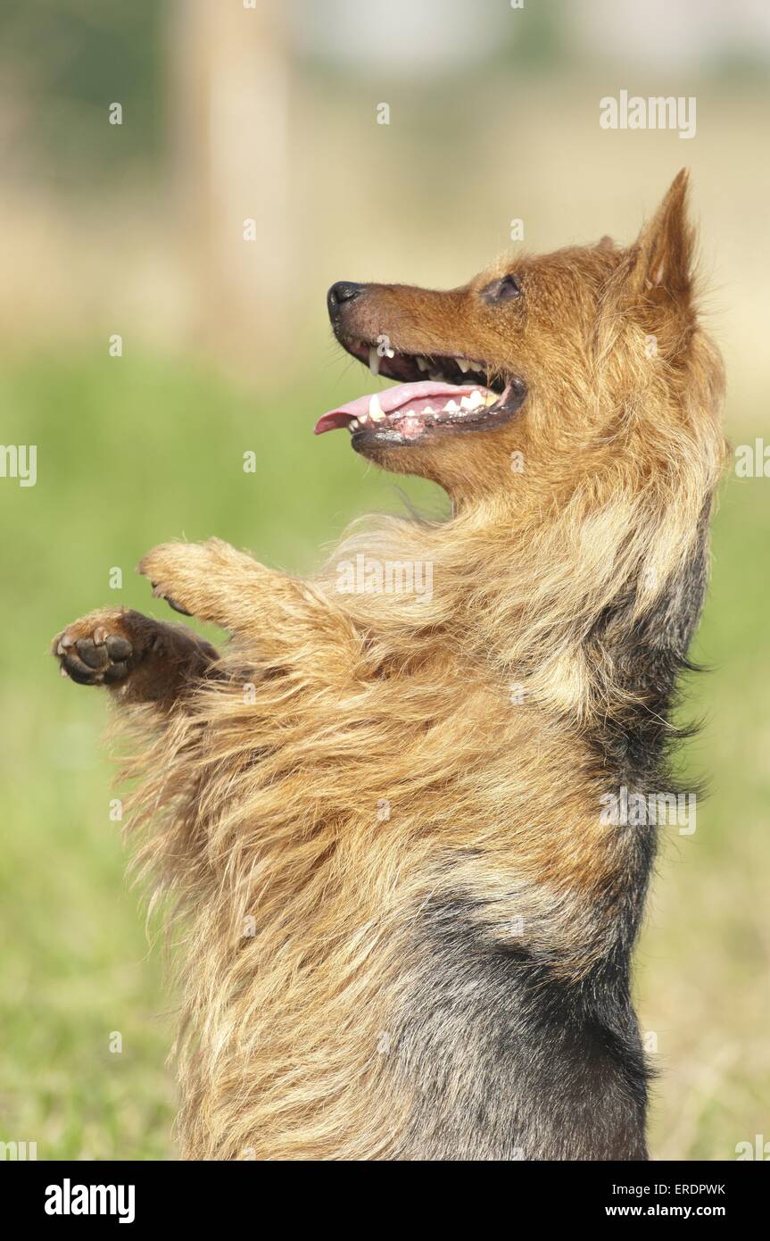 begging Australian Terrier Stock Photo - Alamy