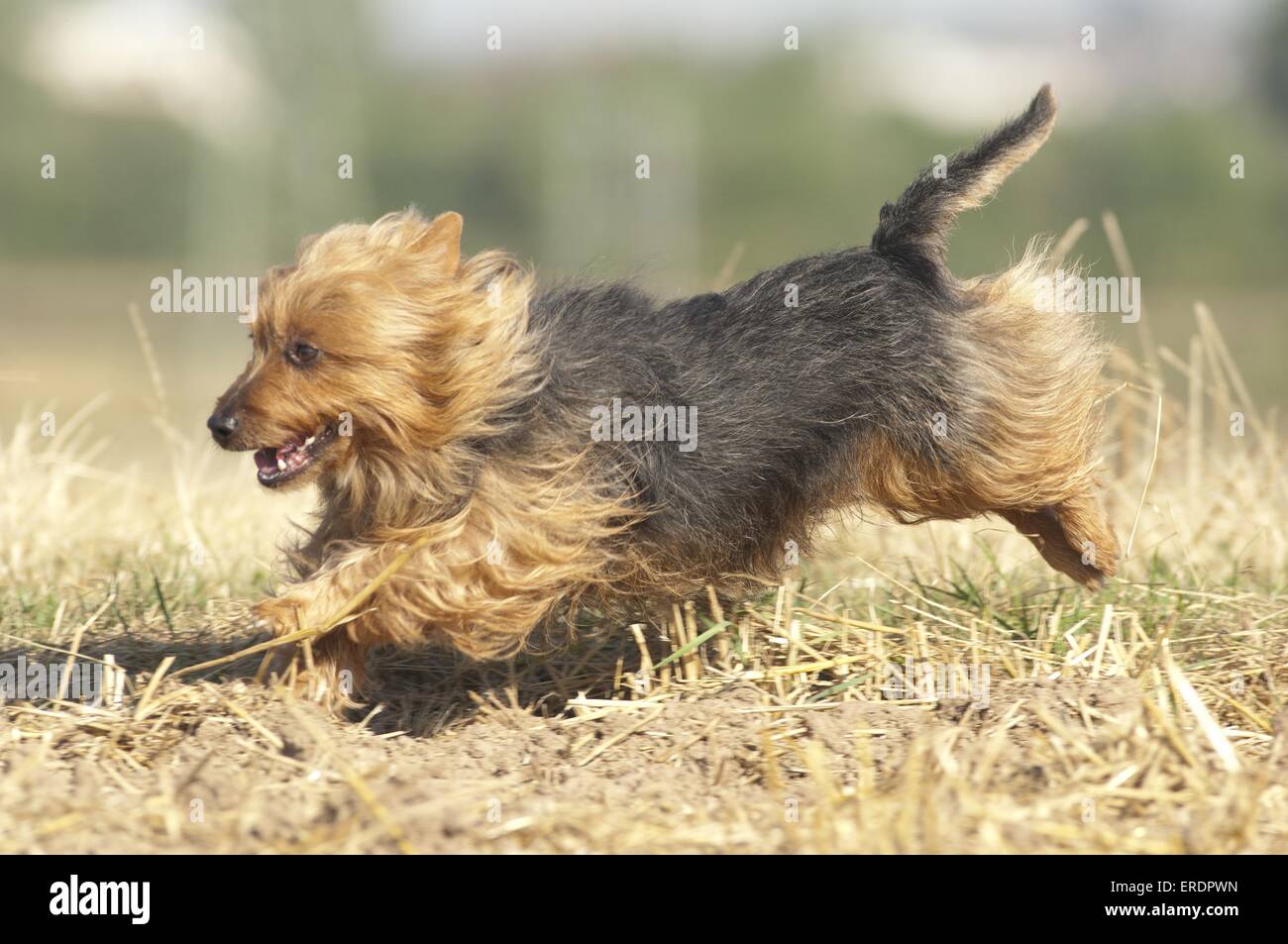 running Australian Terrier Stock Photo - Alamy