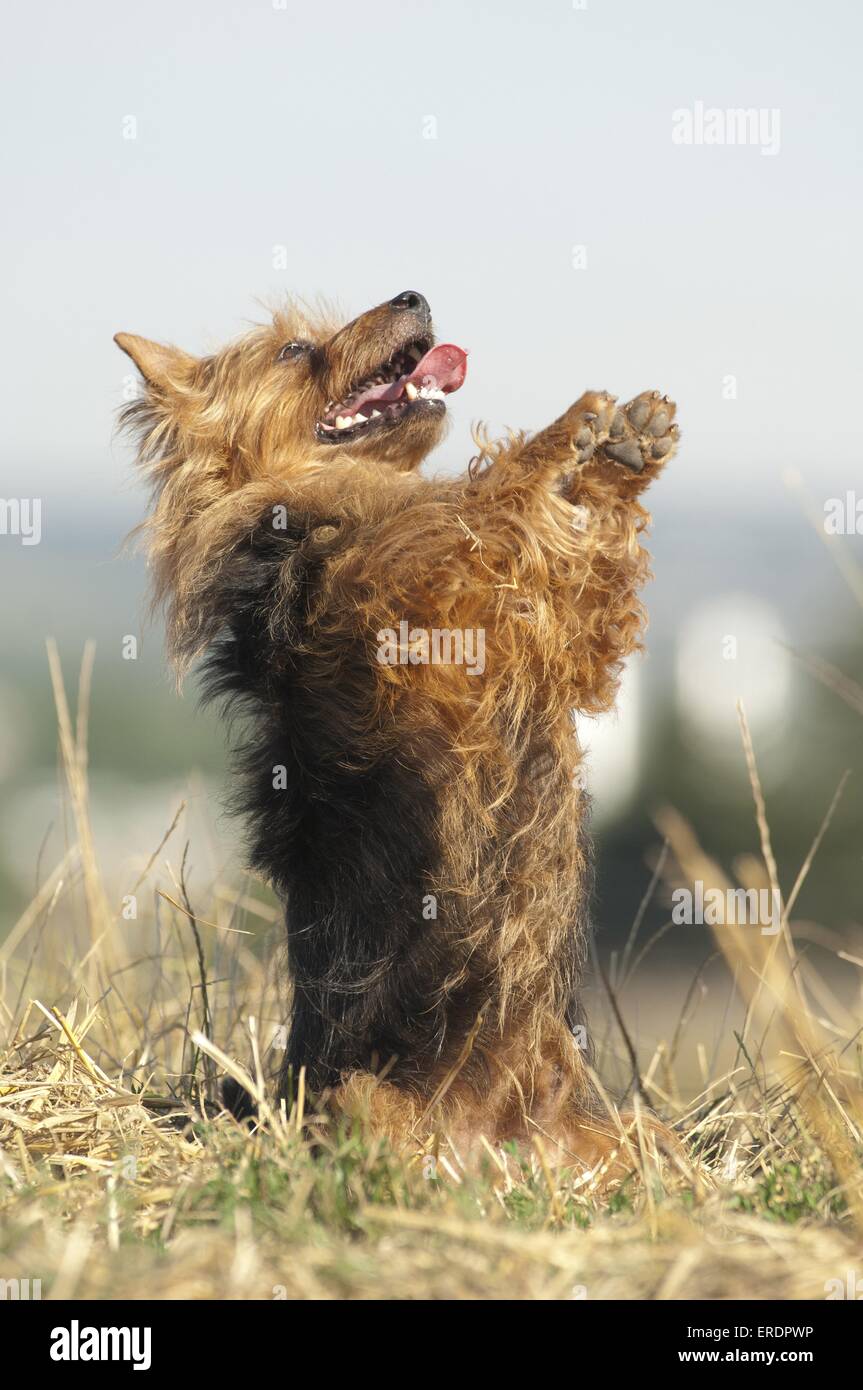 begging Australian Terrier Stock Photo - Alamy