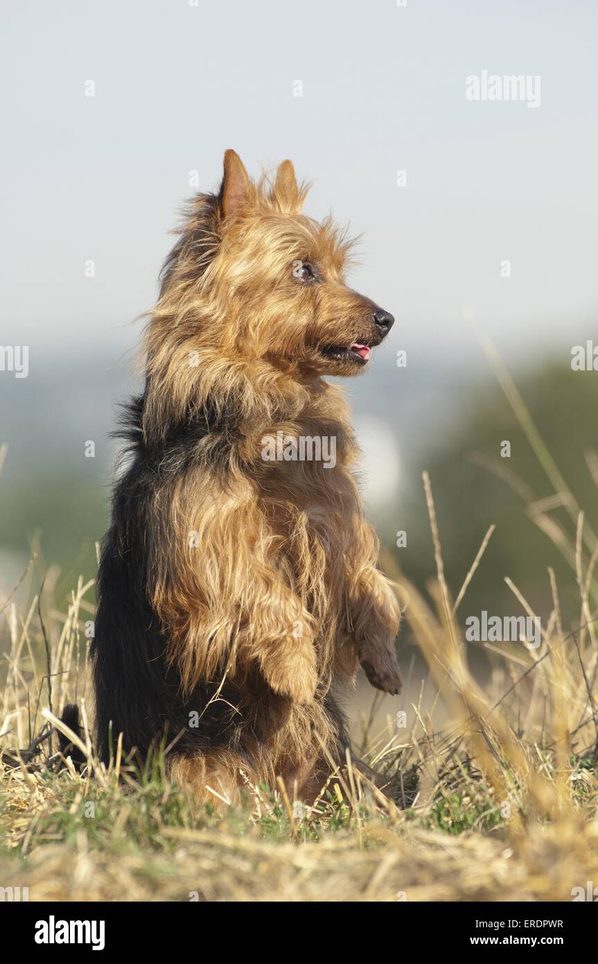 begging Australian Terrier Stock Photo - Alamy