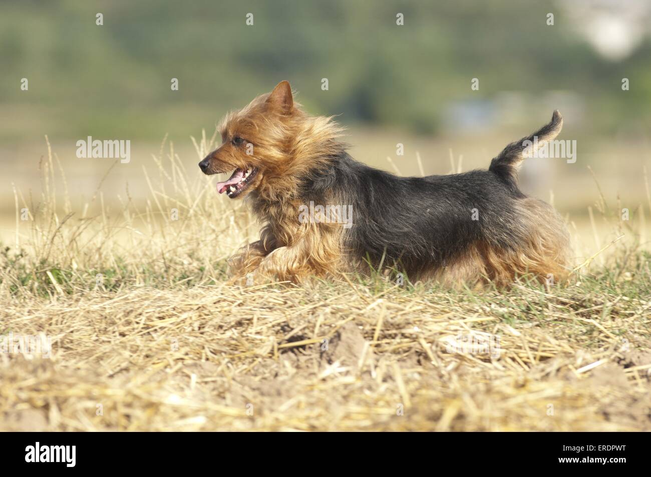 running Australian Terrier Stock Photo - Alamy