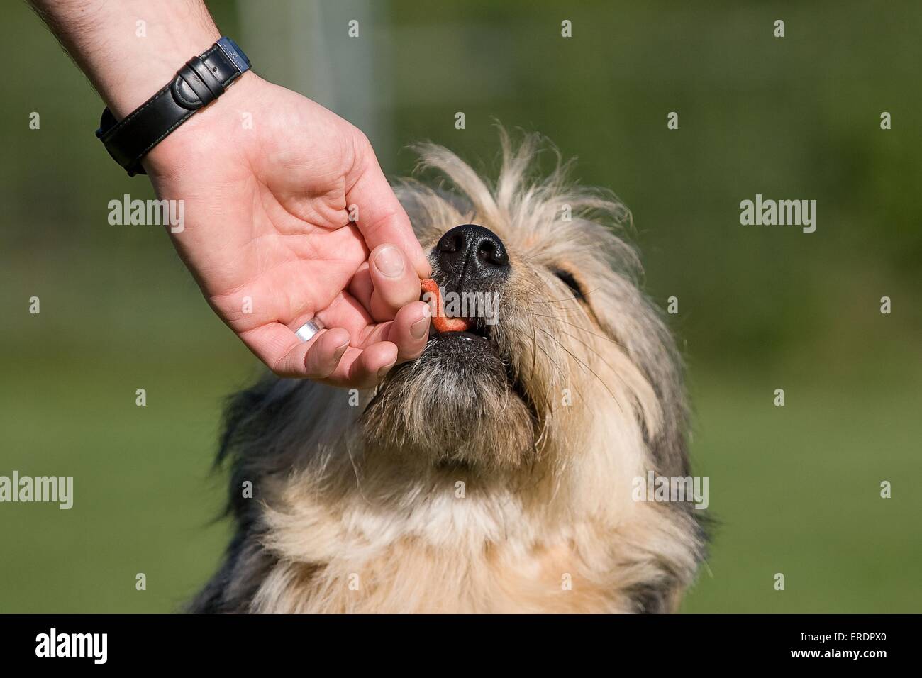 Sunny treat hi-res stock photography and images - Alamy