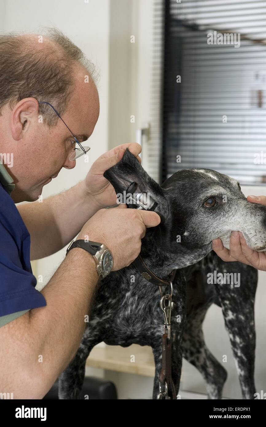 Veterinary veterinarian canine vertical hi-res stock photography and ...