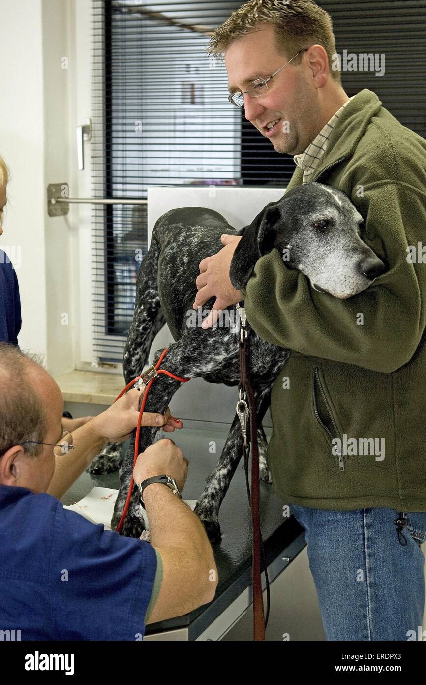 Veterinary veterinarian canine vertical hi-res stock photography and ...