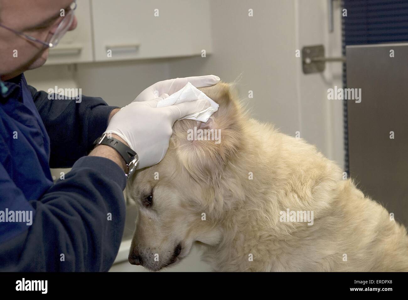 Checking dog ear hi-res stock photography and images - Alamy