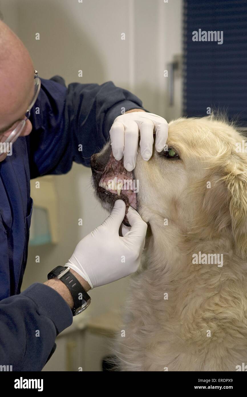 Veterinary veterinarian canine vertical hi-res stock photography and ...