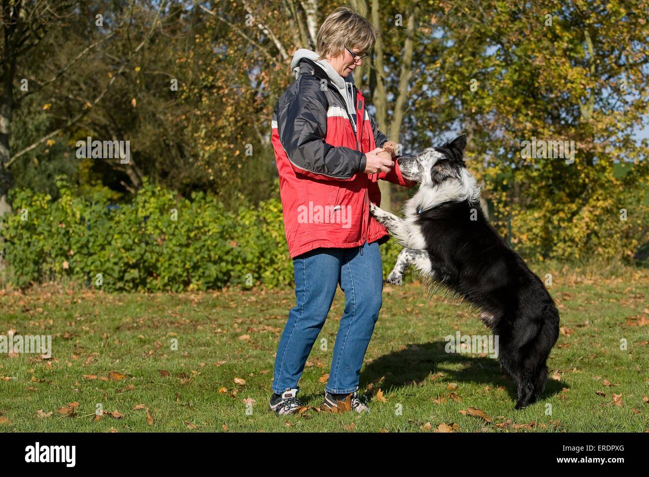 playing with Border Collie Stock Photo - Alamy