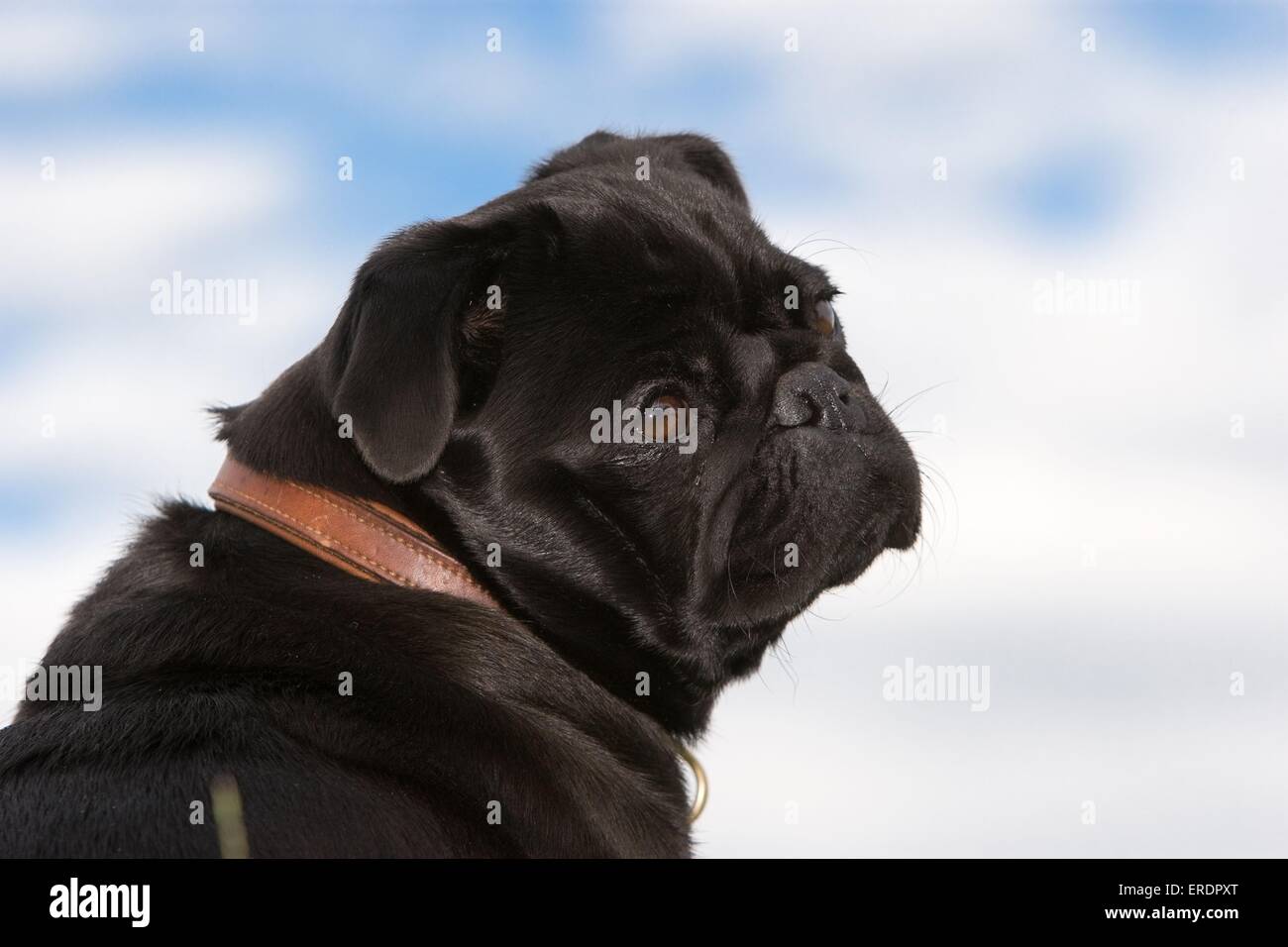 Backside portrait hi-res stock photography and images - Alamy