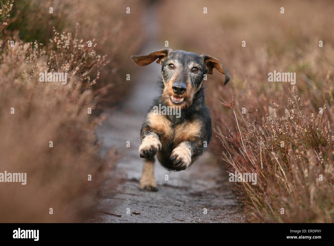Dachshund running hi-res stock photography and images - Alamy