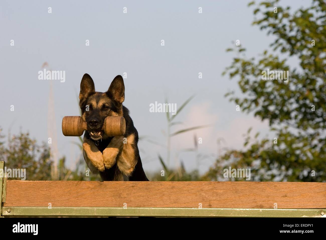jumping German Shepherd Stock Photo - Alamy