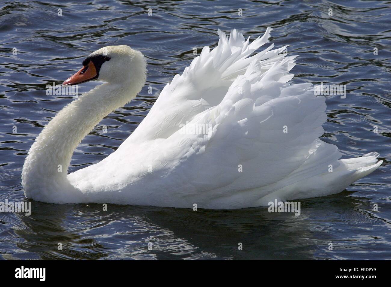 Swan fluffing feathers hi-res stock photography and images - Alamy