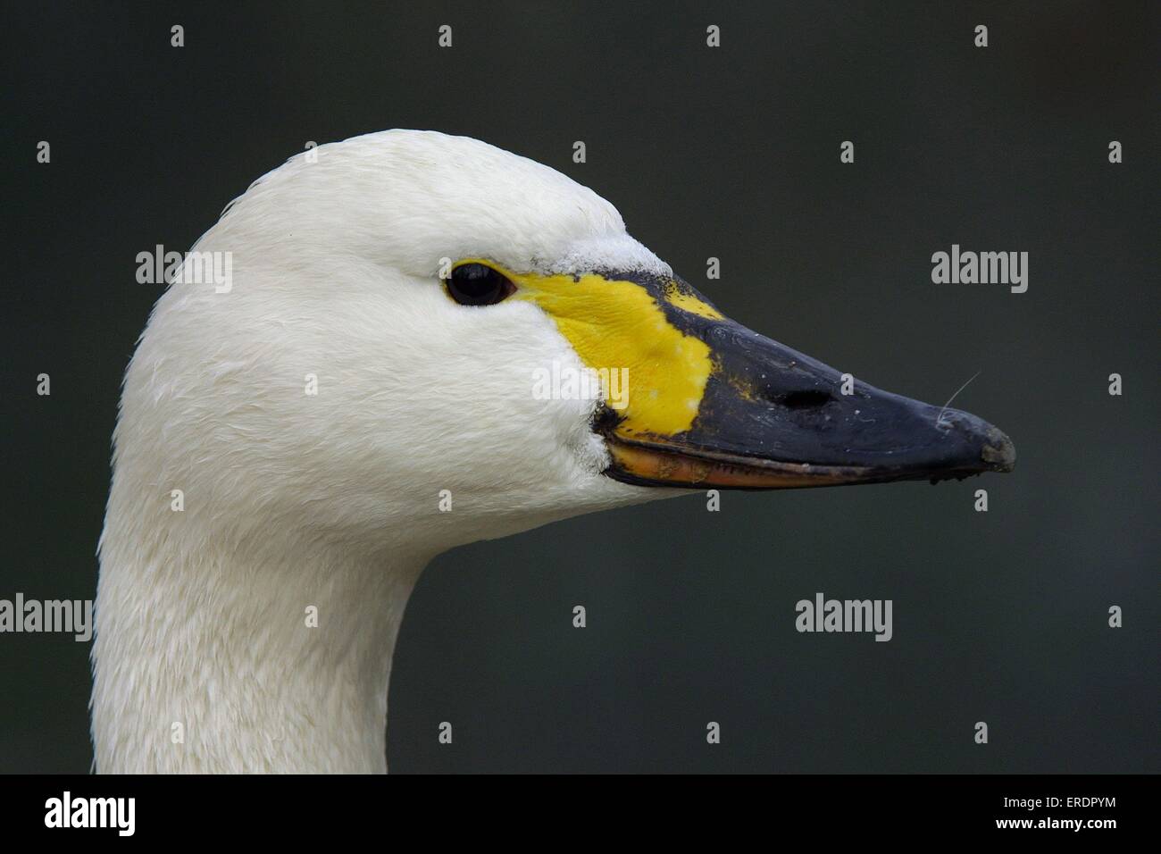portrait of a swan Stock Photo - Alamy