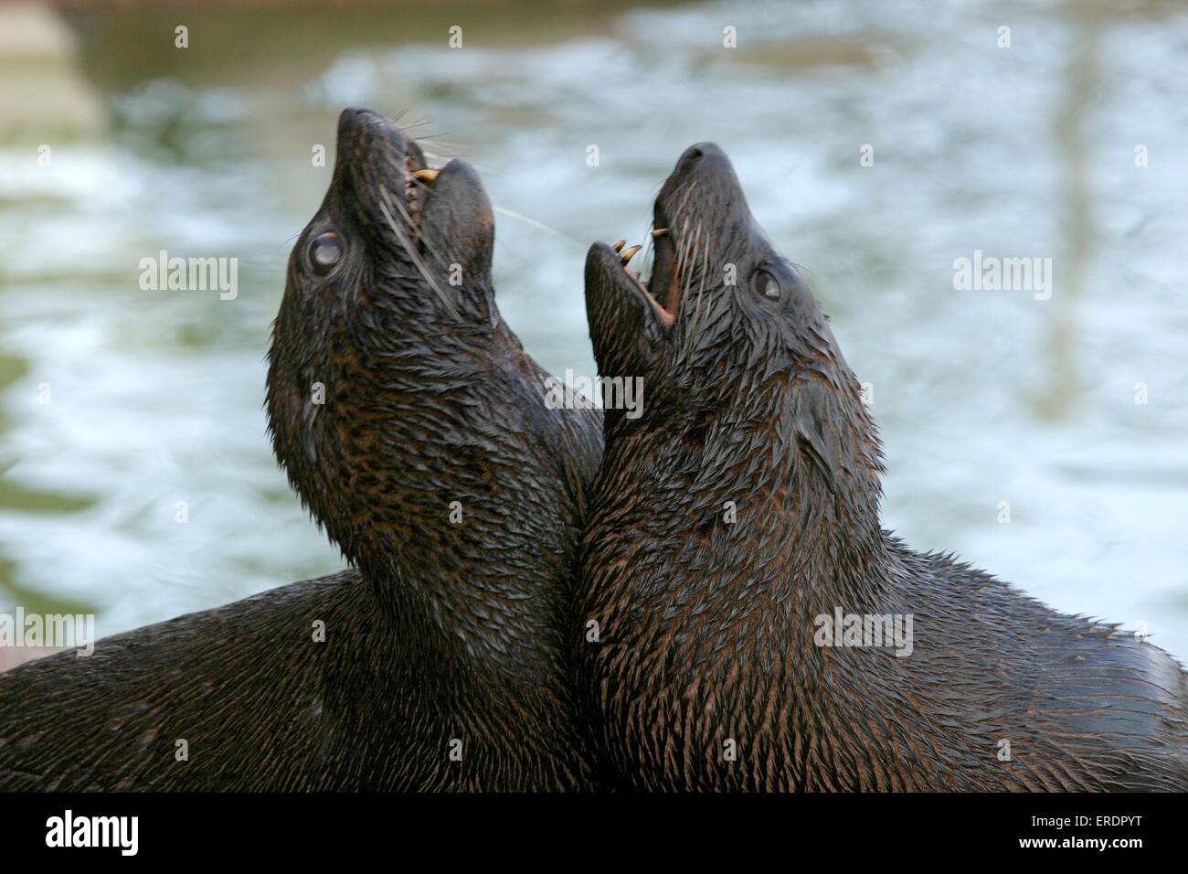 Fighting seals hi-res stock photography and images - Alamy