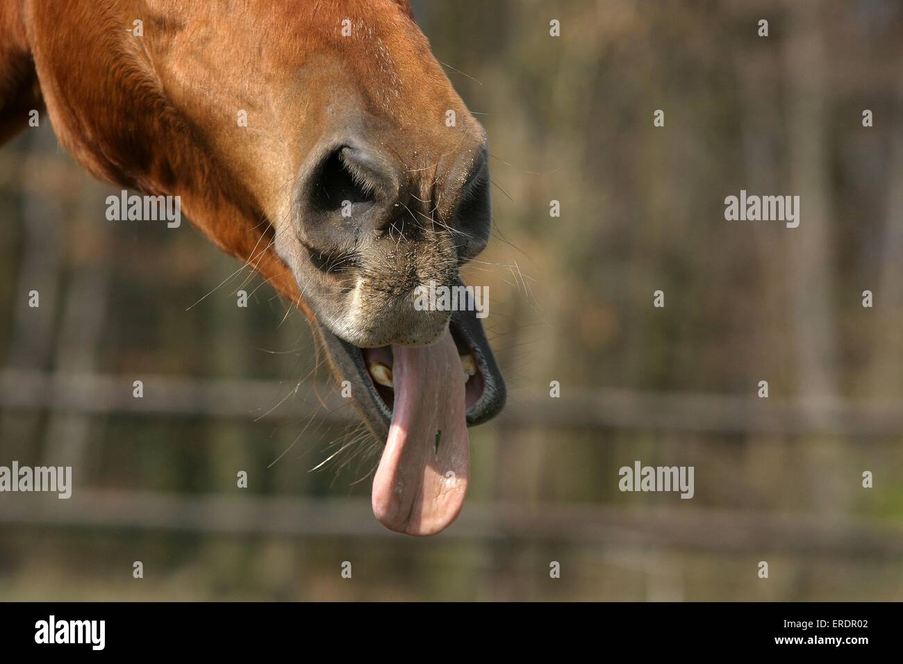 Close up humorous equine shot hi-res stock photography and images - Alamy