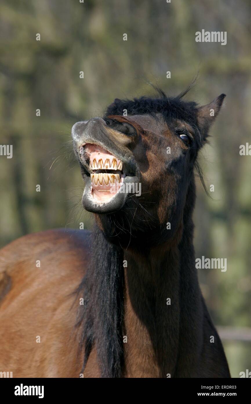 Pony smiling hi-res stock photography and images - Alamy