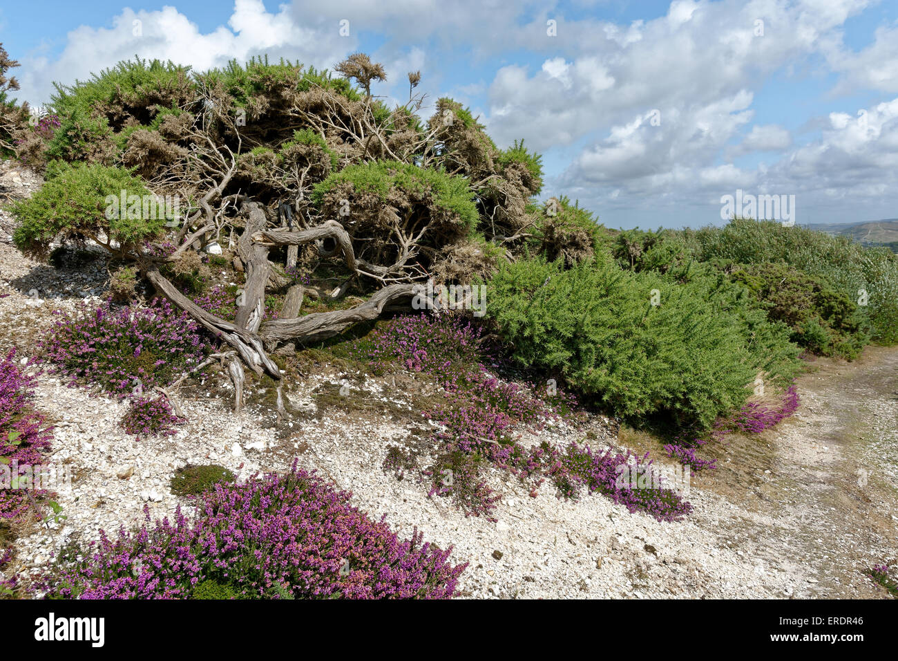 Heathland, Headon Warren, Totland, Isle of Wight, England Stock Photo ...