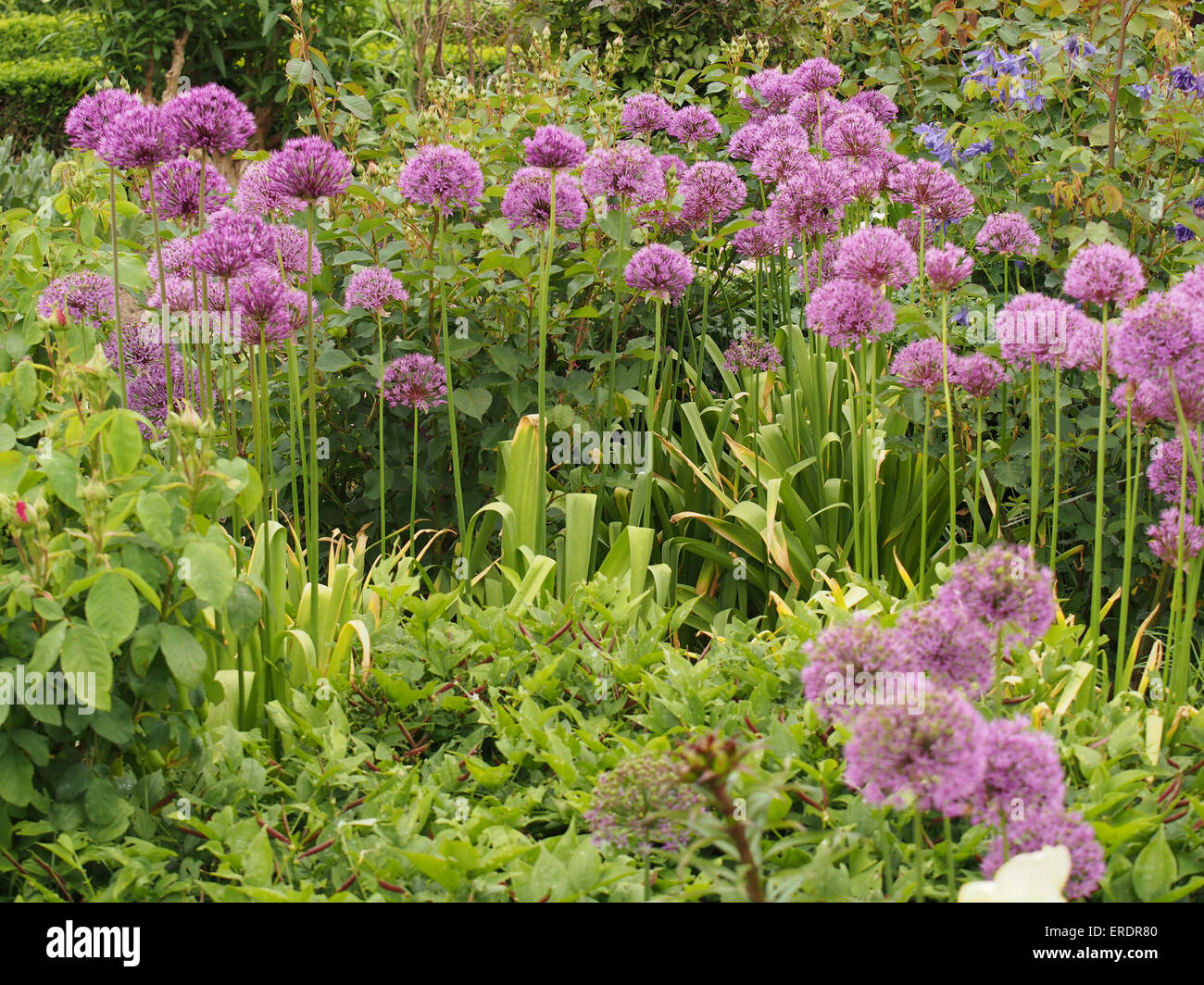 Alliums hi-res stock photography and images - Alamy
