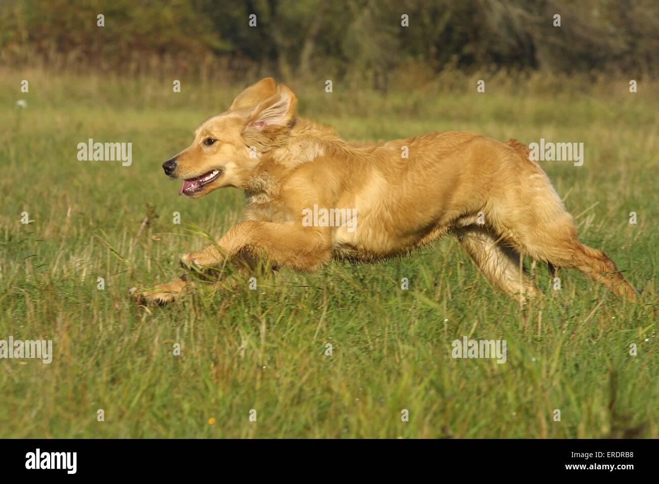 running Golden Retriever Stock Photo - Alamy