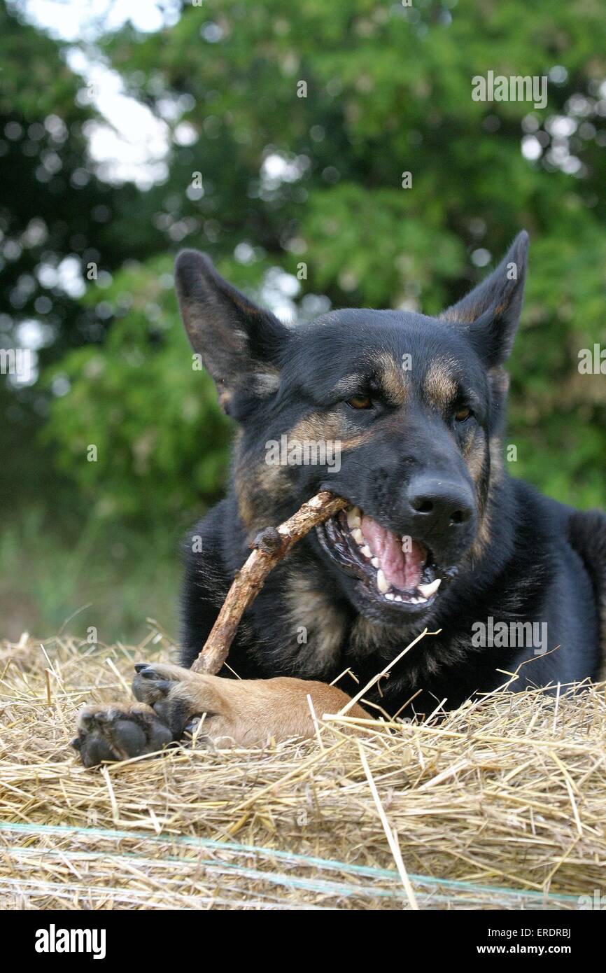 German shepherd dog gnaws stick hi-res stock photography and images - Alamy