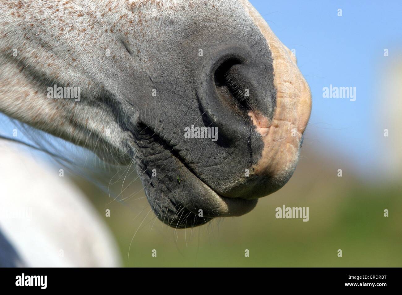 Horsemouth hi-res stock photography and images - Alamy