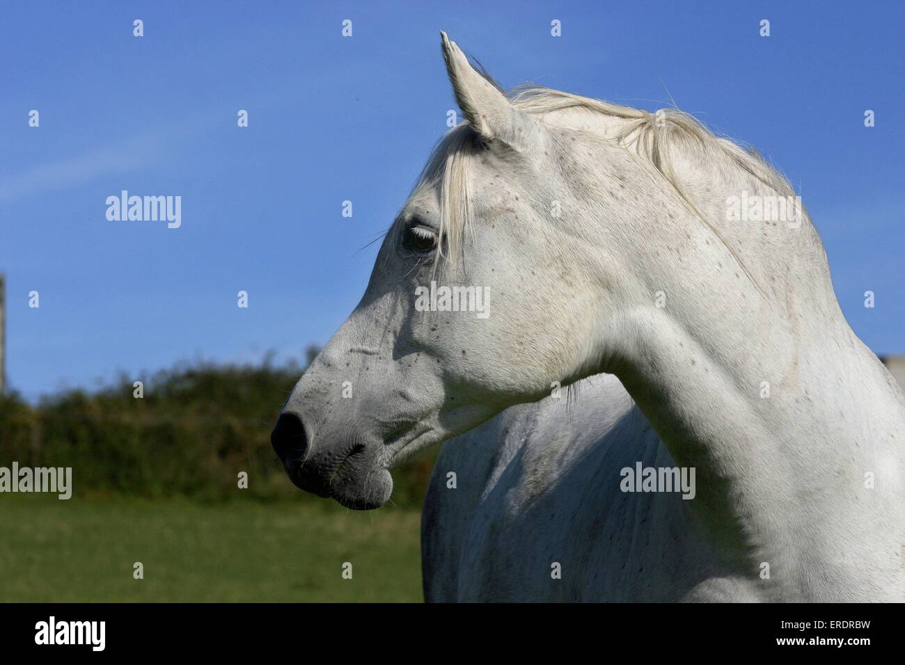 white arabian horse Stock Photo - Alamy